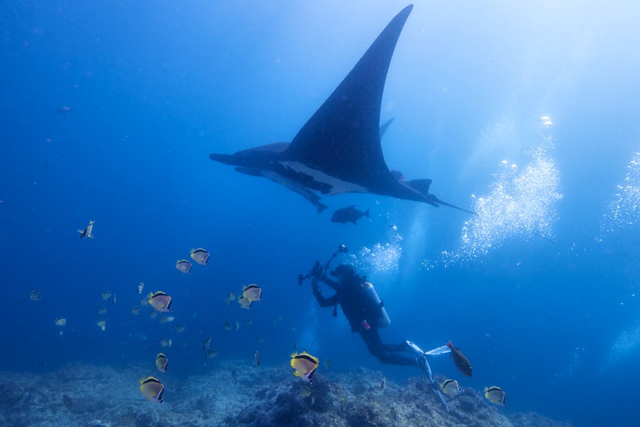 Diving into Recovery Efforts for the Giant Manta Ray | Defenders of ...