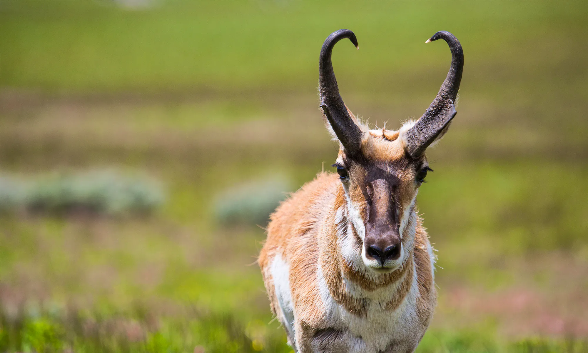 Sonoran Pronghorn | Defenders of Wildlife