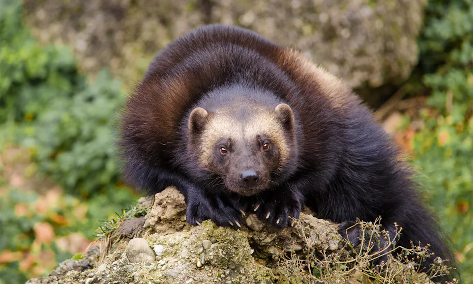 Wolverines: Where They Live and Why They’re Endangered | Defenders of ...