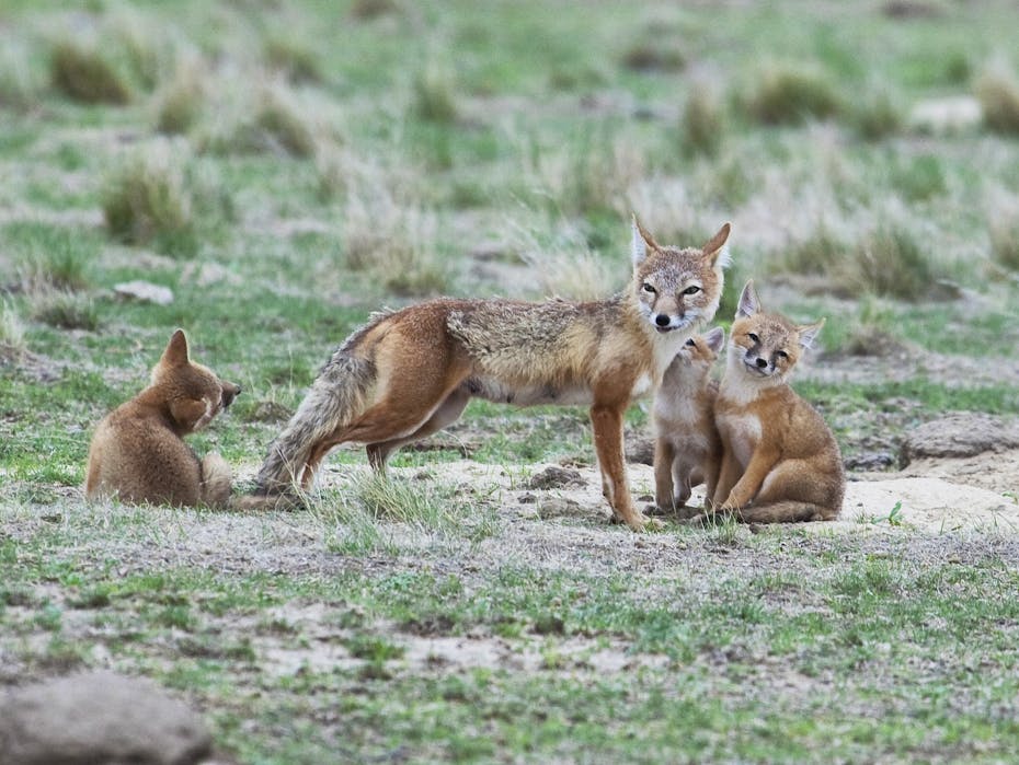 Successful Swift Fox Reintroduction Program at Fort Belknap Celebrates ...
