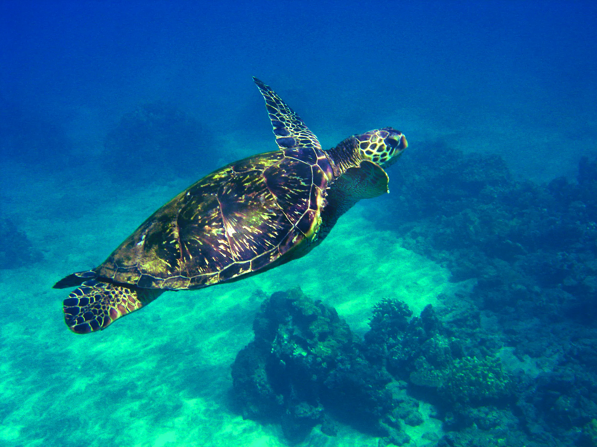 The Locals Who Shape Us: Sea Turtles of Georgia’s Coast | Defenders of ...