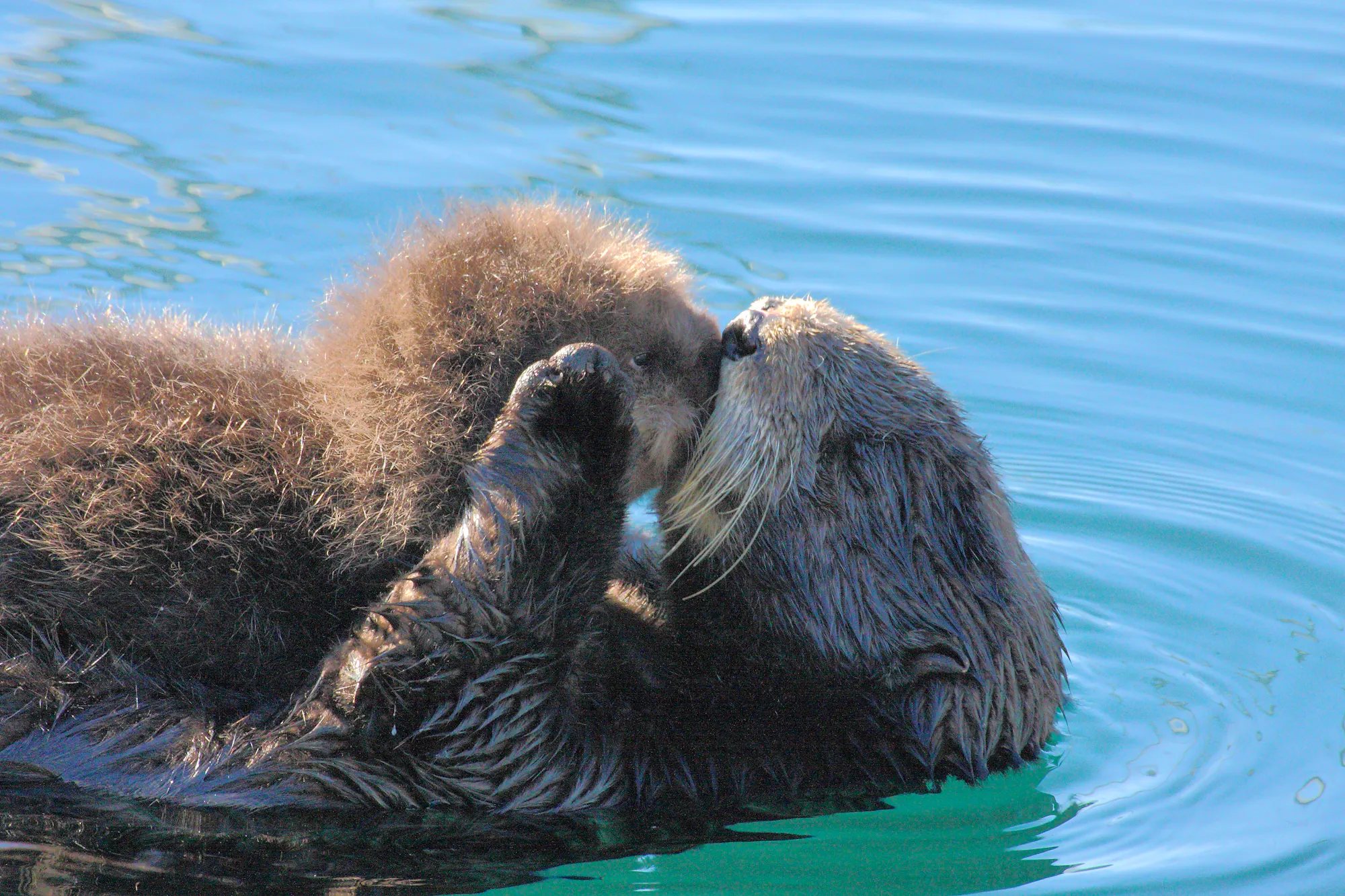A New Chance to Protect Sea Otters Brings Andy to Defenders | Defenders ...