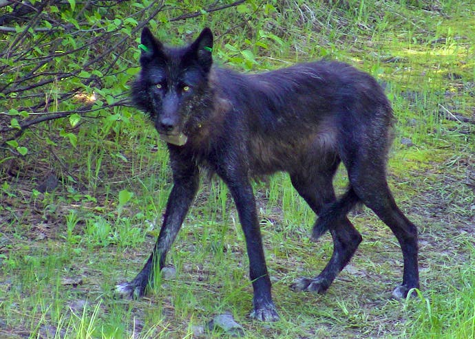 Broken but Not Defeated | Defenders of Wildlife