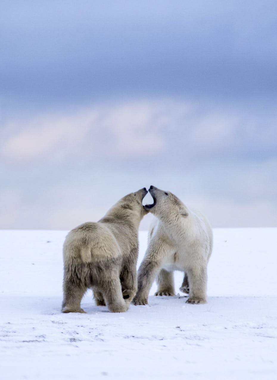 Electric Fence Project for Improved Human-Bear Coexistence | Defenders ...