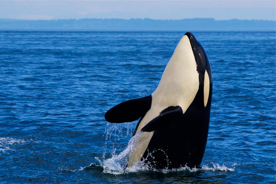 Ten Ways to Show Orcas Some Love | Defenders of Wildlife