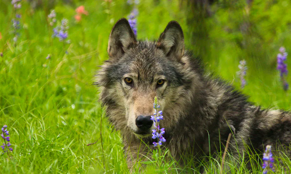 A Word from Jamie | Defenders of Wildlife