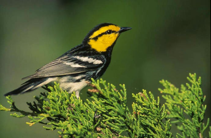 The Golden Songbird of Texas Hill Country | Defenders of Wildlife