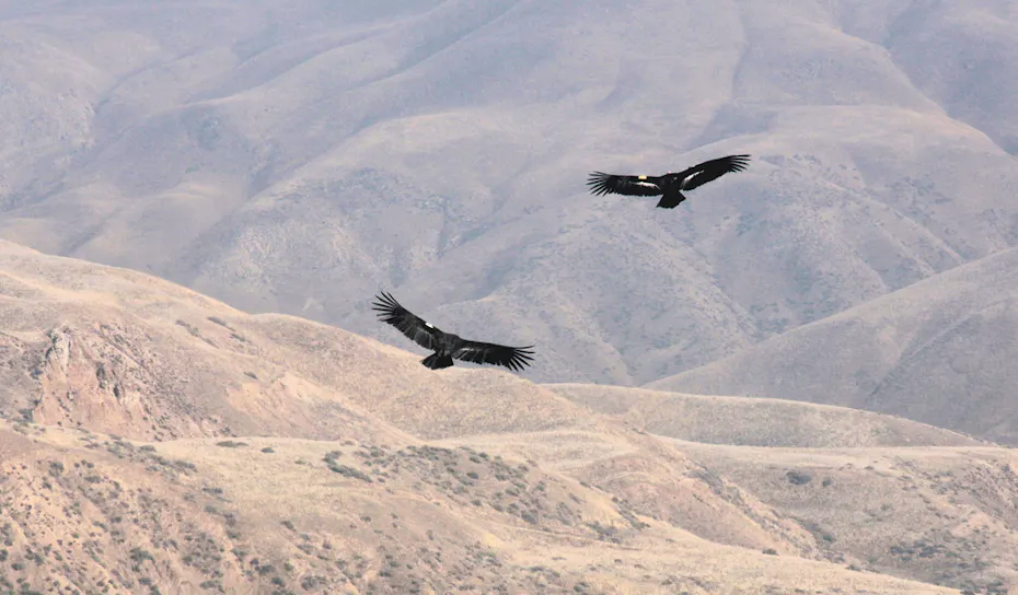 Is Oregon Ready for the Return of the Condor? | Defenders of Wildlife