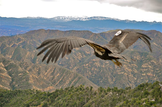 California Condor | Defenders of Wildlife