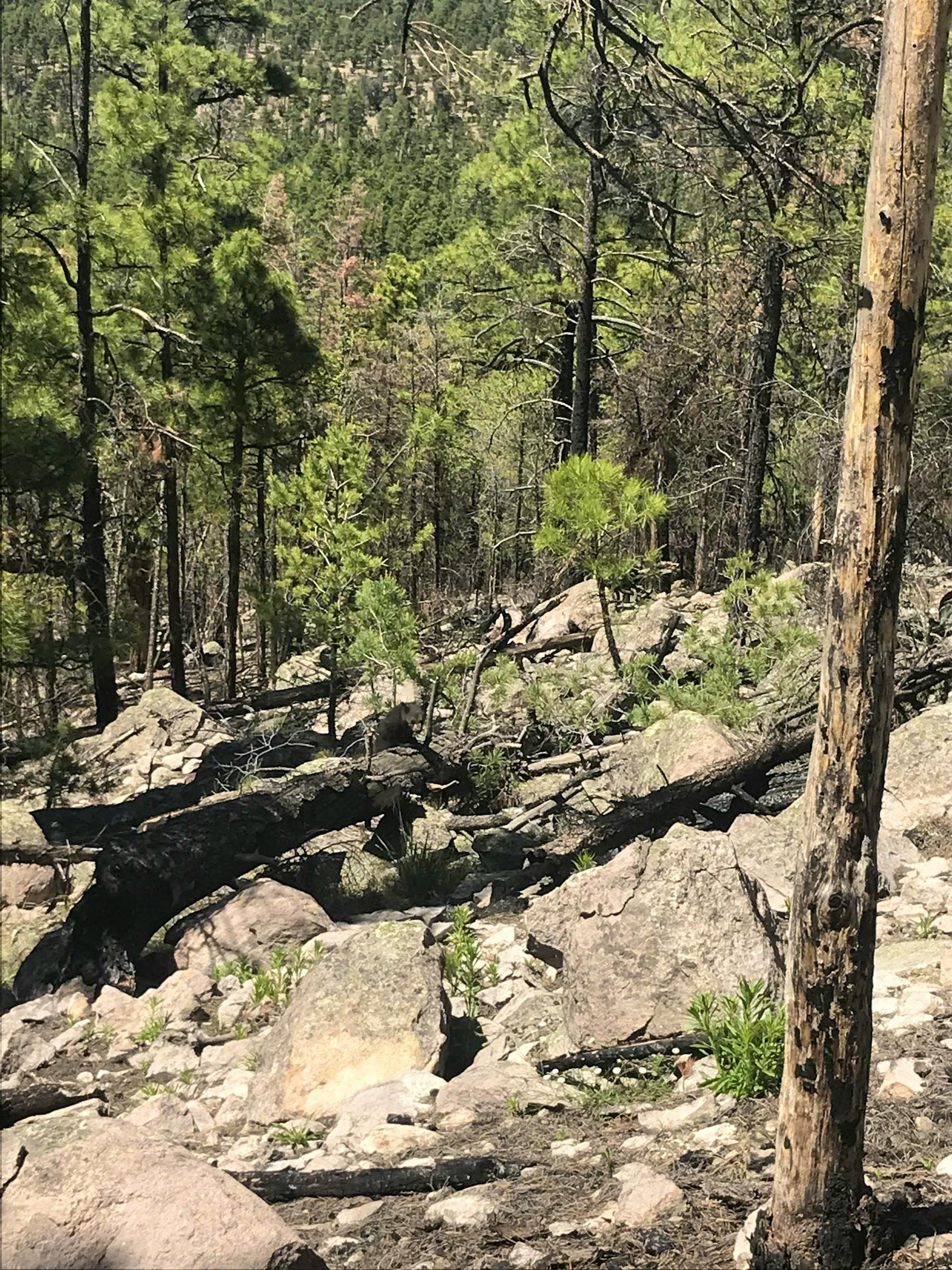 Field Notes: Mexican Gray Wolf Recovery Efforts June 2019 | Defenders ...