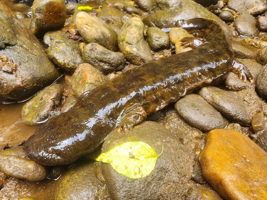 Making Connections: Farmers, Meet Hellbenders | Defenders of Wildlife