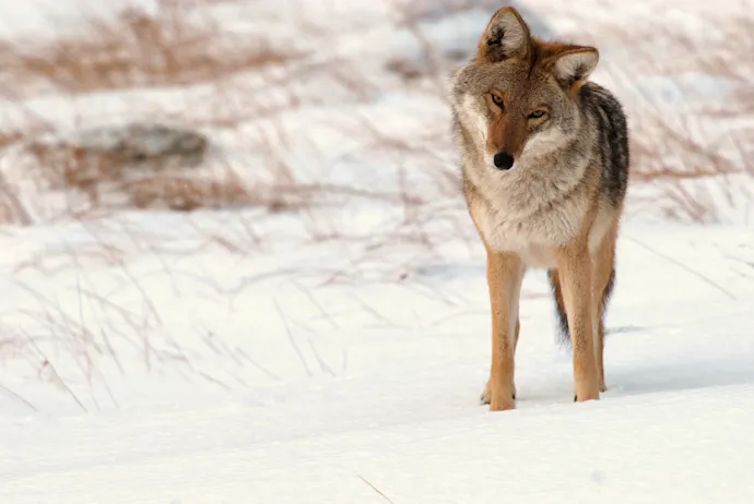 America’s Wildlife Values | Defenders of Wildlife
