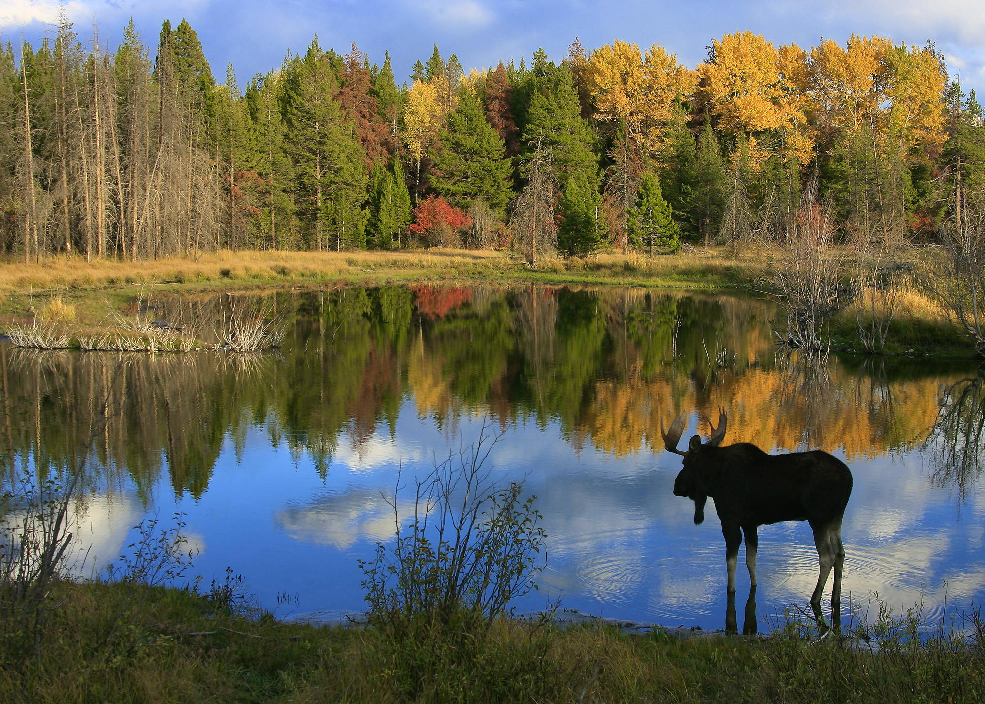 Fire-Adapted: Plants and Animals Rely on Wildfires for Resilient ...
