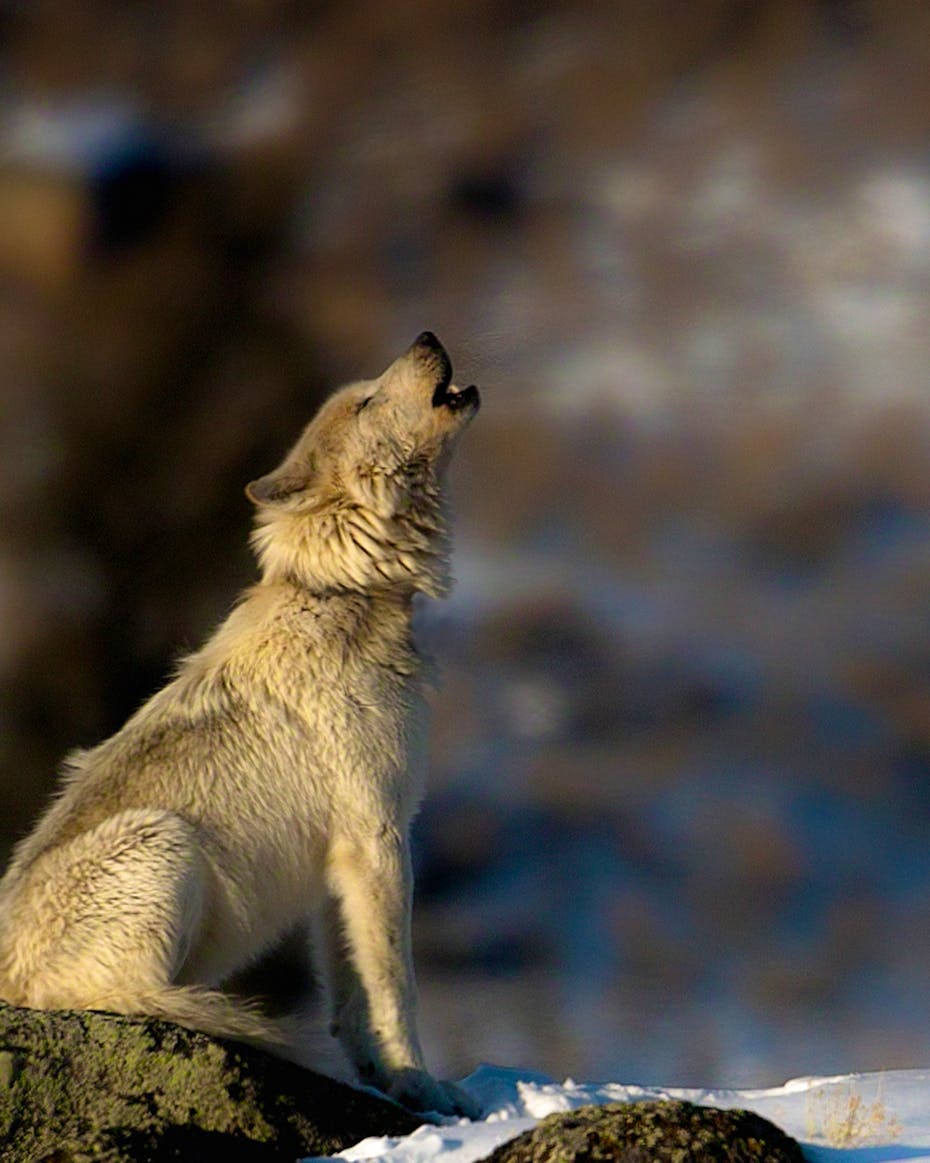 25 Reasons to Celebrate the Return of Wolves | Defenders of Wildlife