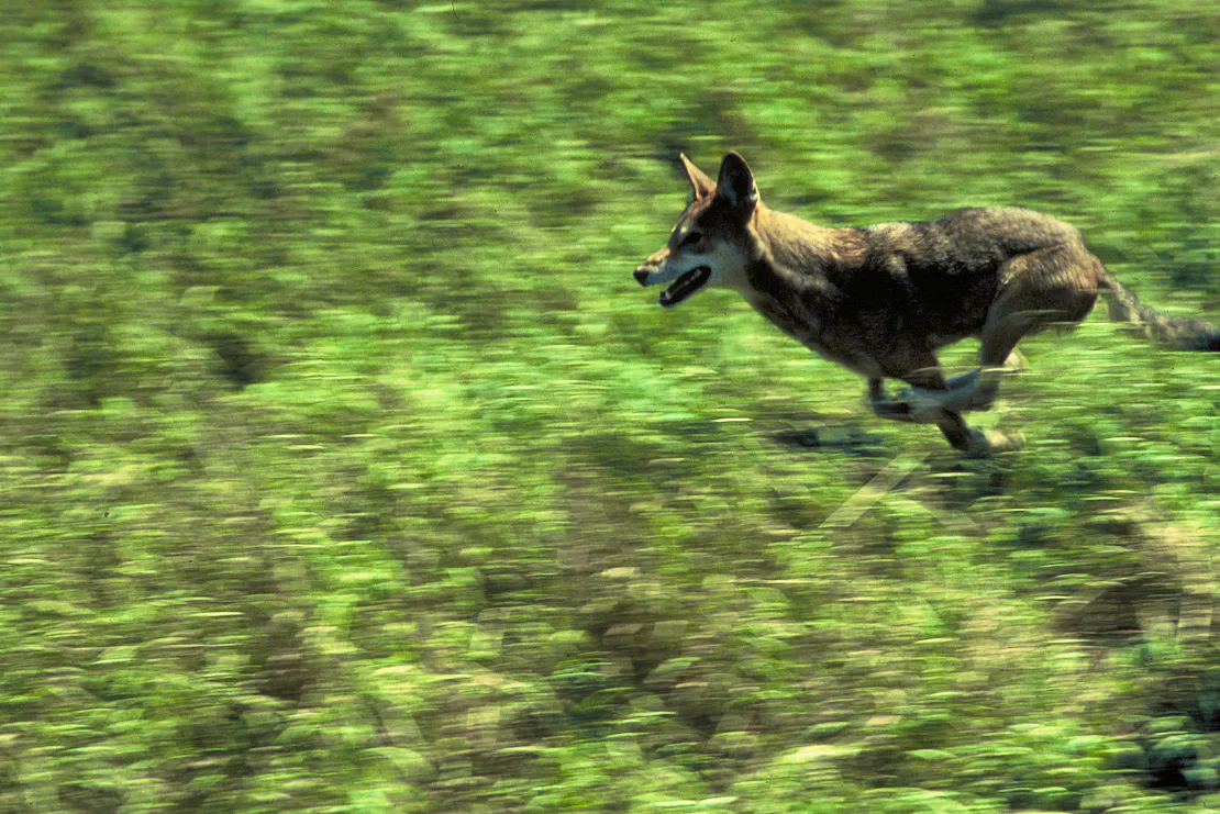 Love is in the Air in Red Wolf Country | Defenders of Wildlife