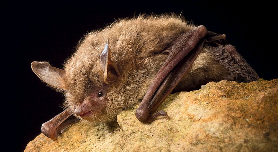 Bat Appreciation Day: Why We Are Batty About Bats! | Defenders of Wildlife