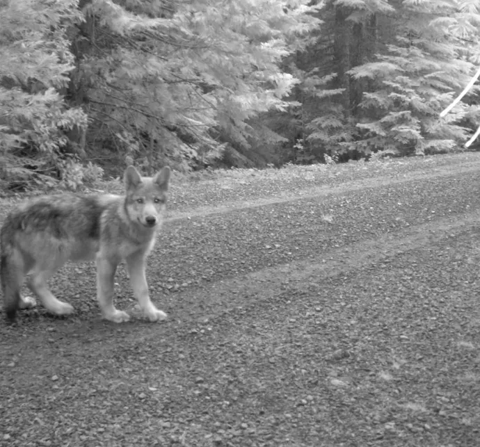 25 Reasons to Celebrate the Return of Wolves | Defenders of Wildlife