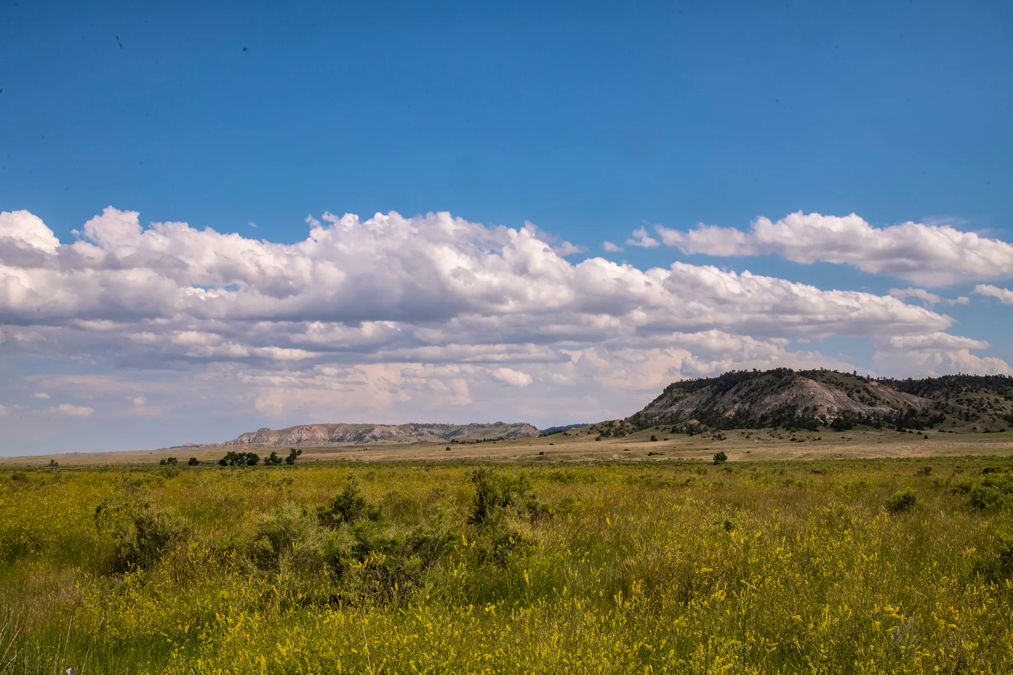 The Wild Ferret of the Plains Needs Wyoming’s Thunder Basin | Defenders ...