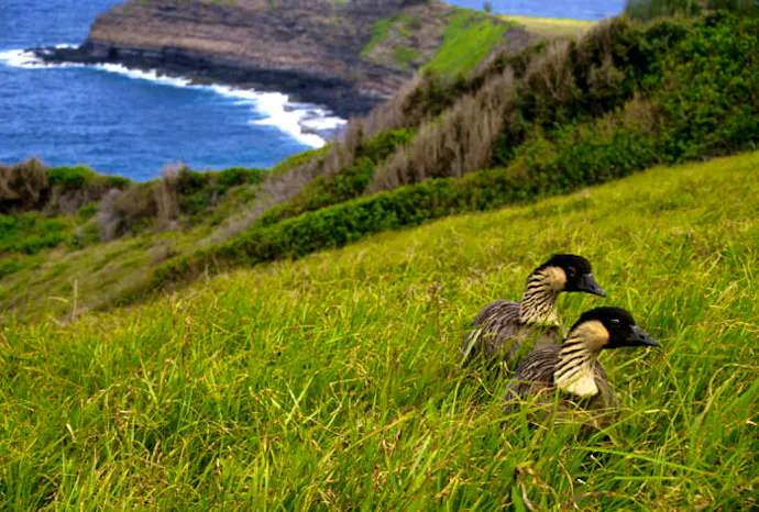 Rise of the Nēnē: Cautious Hope for Hawaii’s State Bird | Defenders of ...