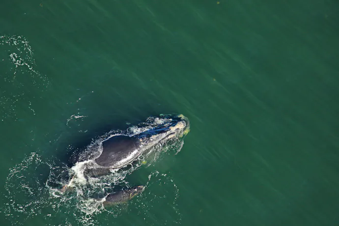 A Tale of Two Whales | Defenders of Wildlife