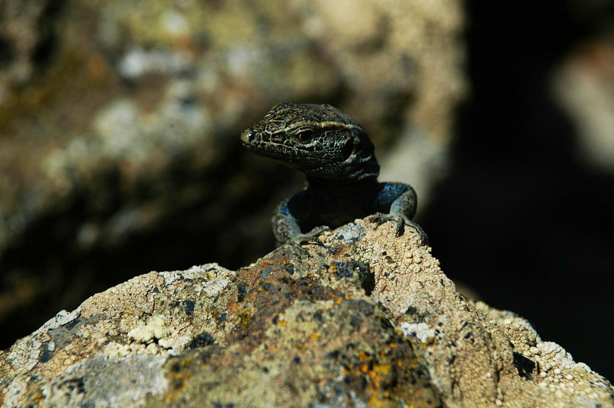 Celebrating the Great Leapers of the Animal Kingdom on Leap Day ...