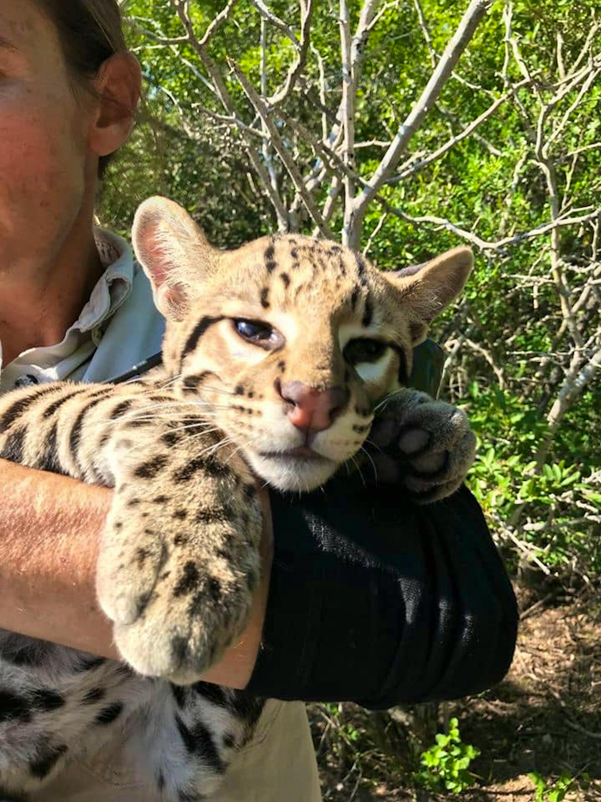 Celebrating Ocelots in the Lone Star State | Defenders of Wildlife