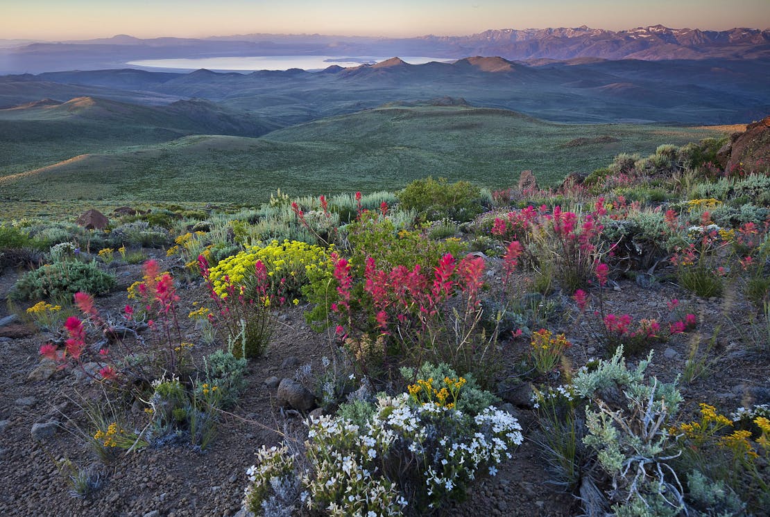 Saving the Sagebrush Sea | Defenders of Wildlife