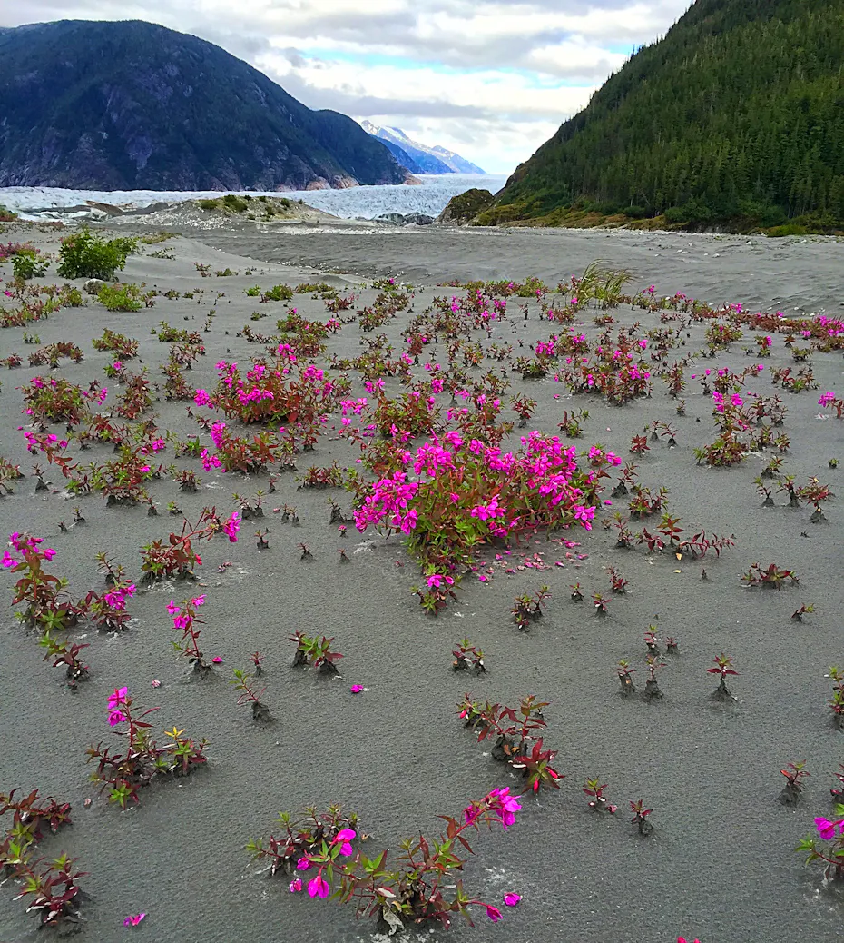 Saving the Ancient Forests of the Tongass – and their Amazing Wildlife ...