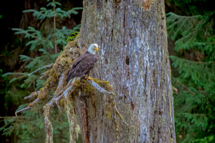 Rockefeller the Owl Reminds Us That Trees Are Homes | Defenders of Wildlife
