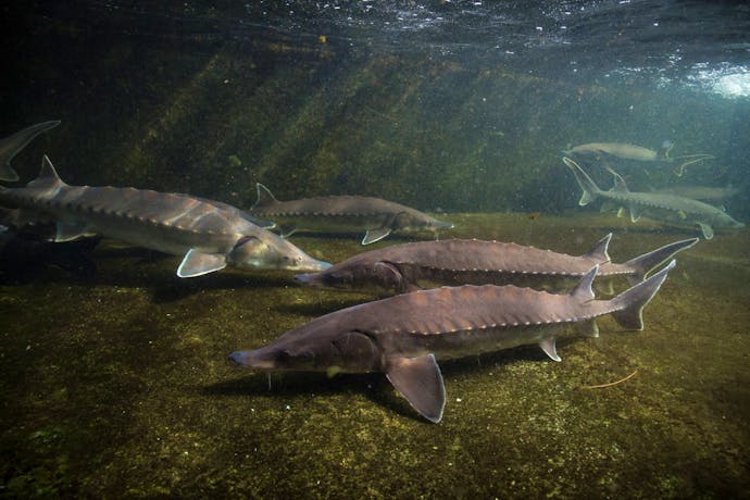 Conservation Groups Win Lawsuit Challenging Elimination of Critical ...