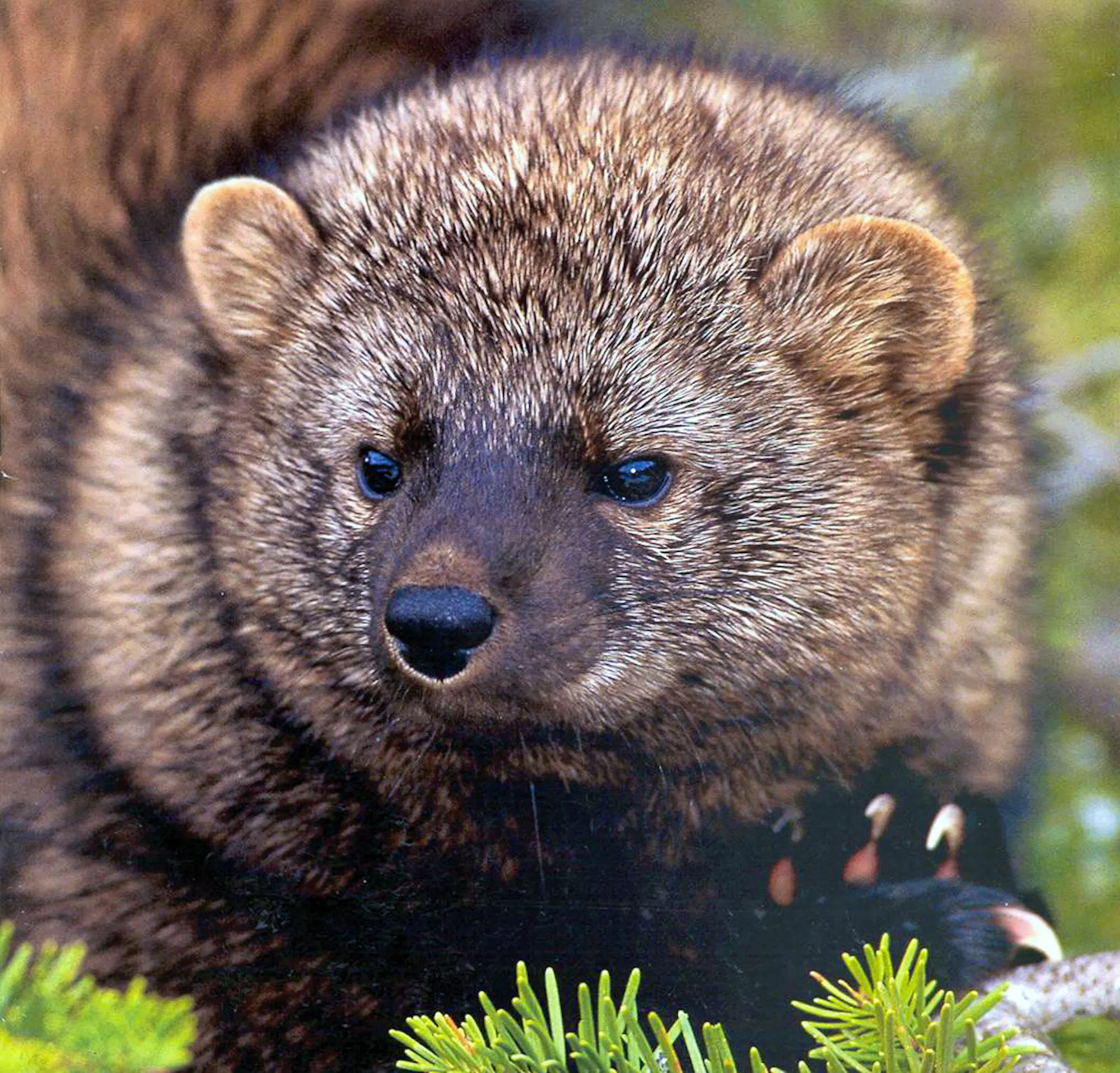 U.S. Fish and Wildlife Service Announces Endangered Species Listing of ...