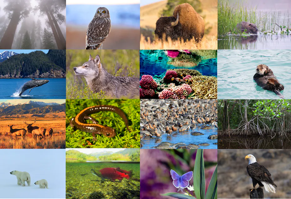 Why Are Sea Otters Important to the Ecosystem? | Defenders of Wildlife