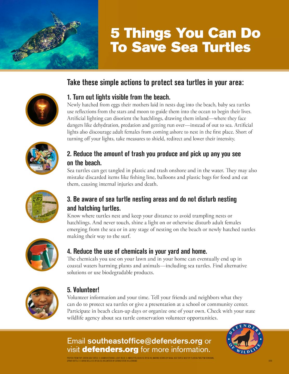 Helping Sea Turtles Survive | Defenders of Wildlife