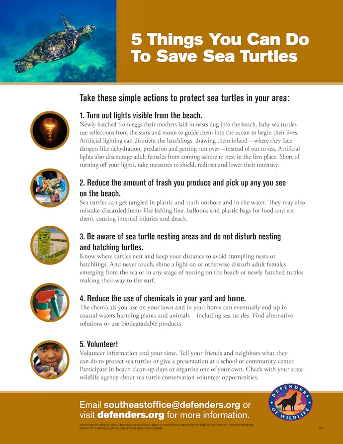 Helping Sea Turtles Survive | Defenders of Wildlife