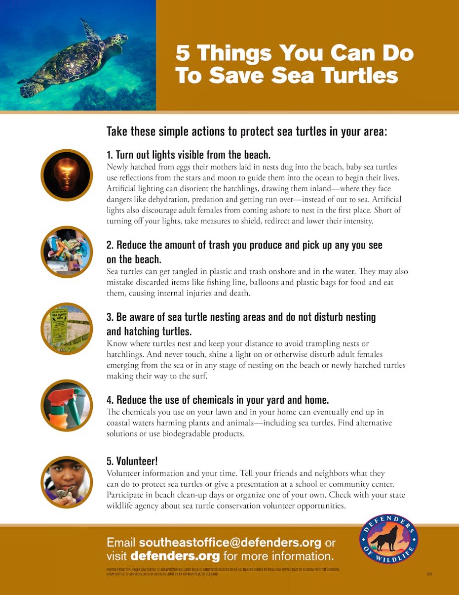 Helping Sea Turtles Survive | Defenders of Wildlife