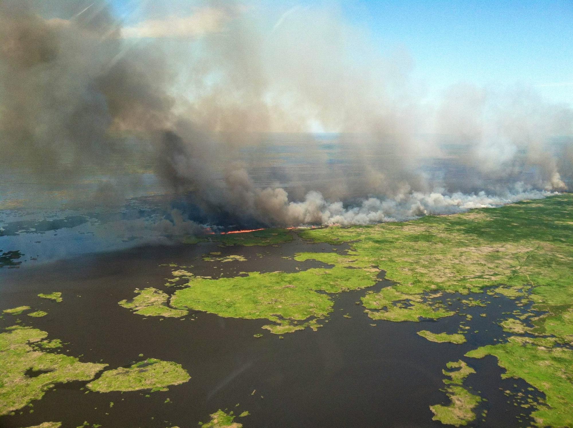 Fire-Adapted: Plants and Animals Rely on Wildfires for Resilient ...