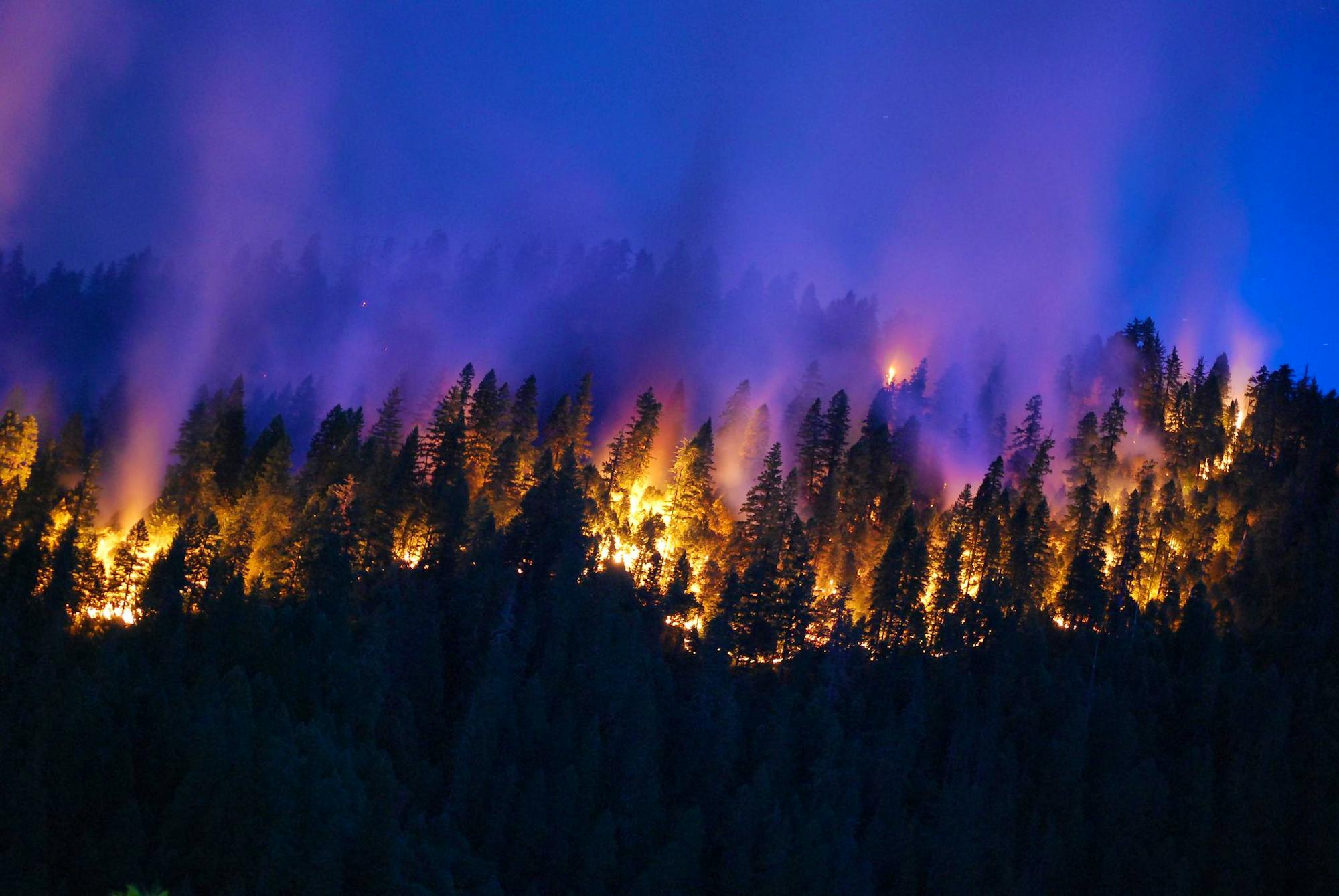 Fire-Adapted: Plants and Animals Rely on Wildfires for Resilient ...