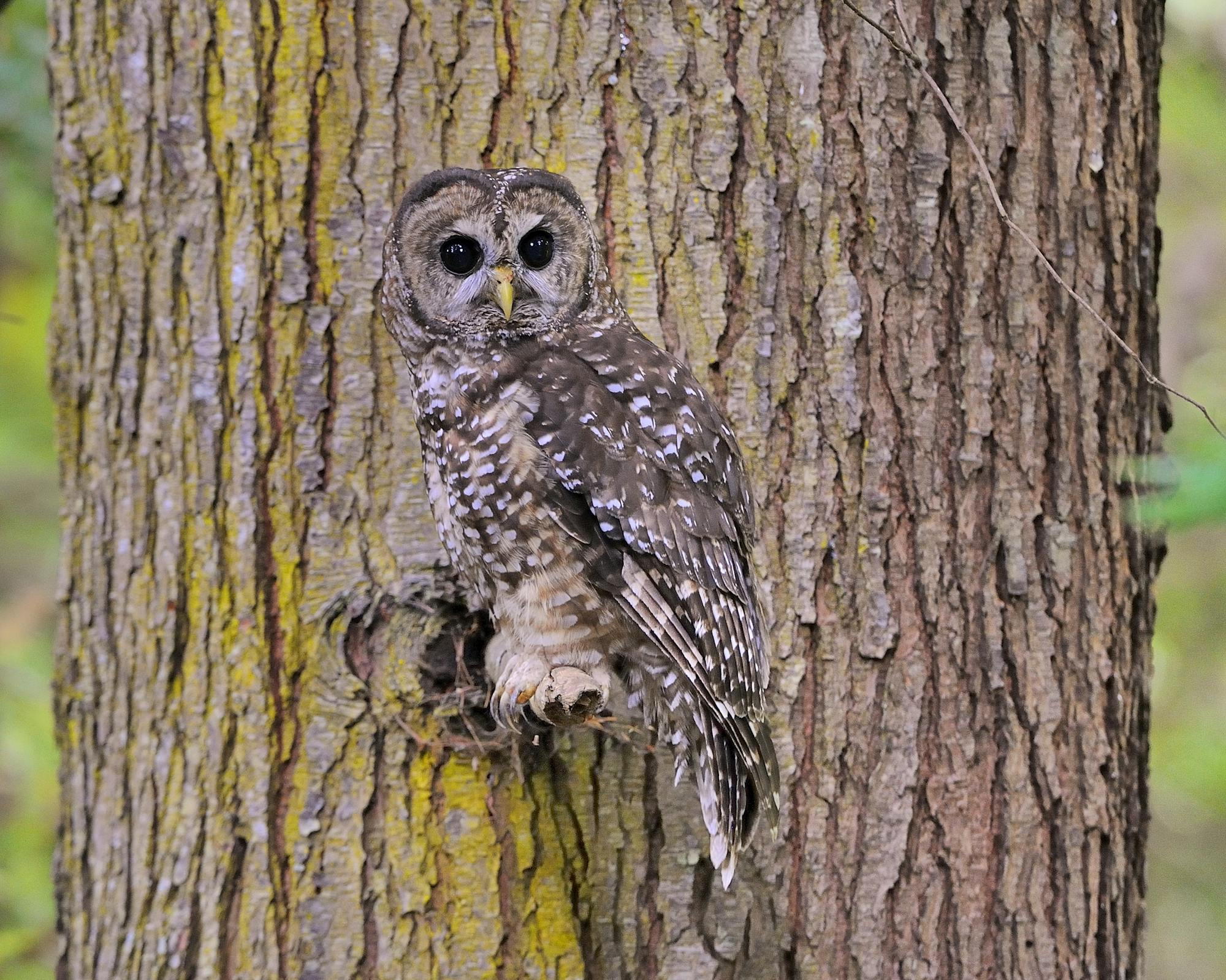 Fire-Adapted: Plants and Animals Rely on Wildfires for Resilient ...
