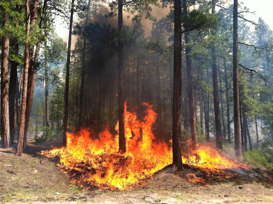 Fire-Adapted: Plants and Animals Rely on Wildfires for Resilient ...