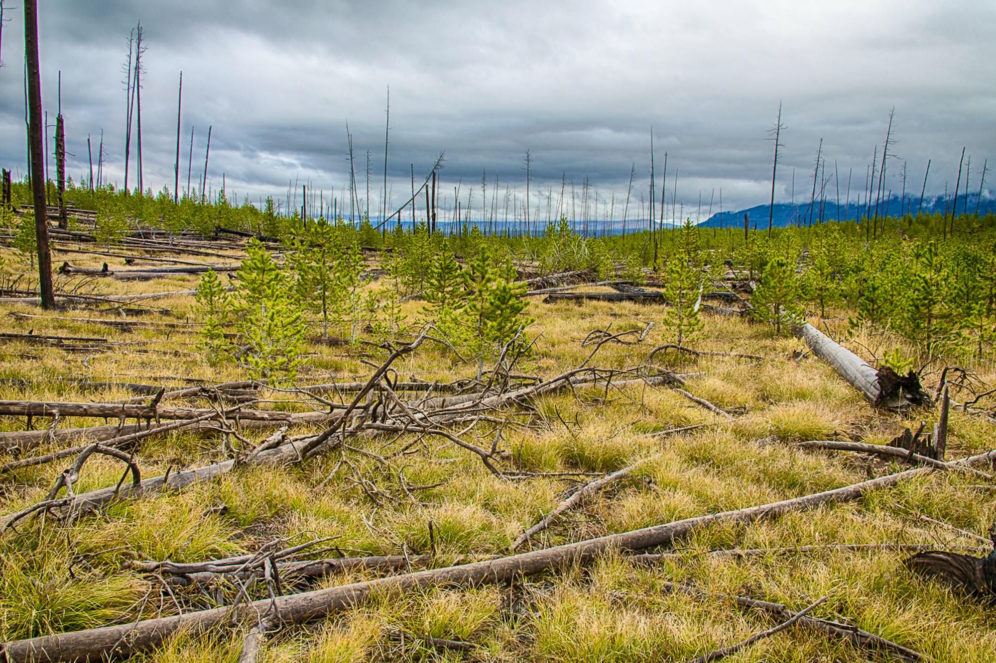 Fire-Adapted: Plants and Animals Rely on Wildfires for Resilient ...