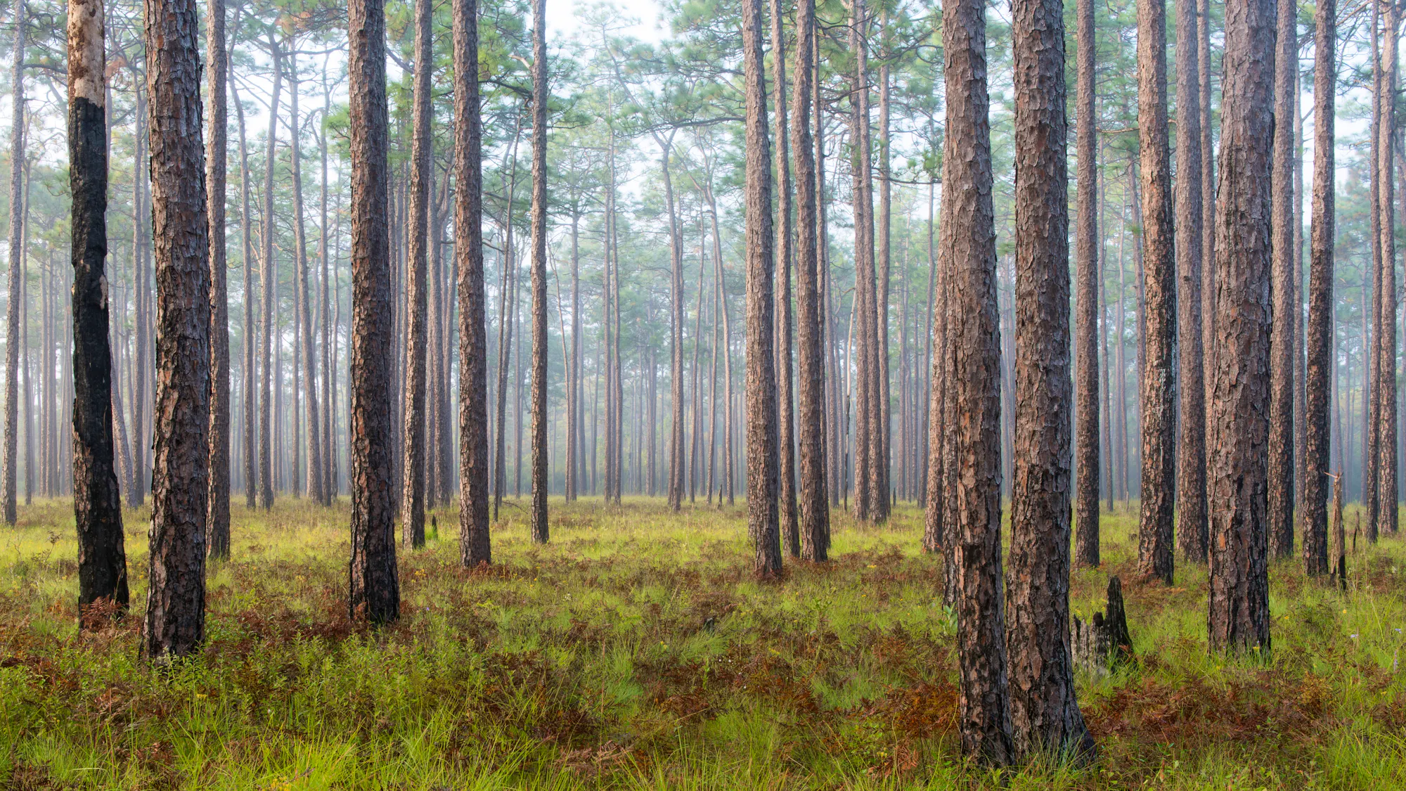 Fire-Adapted: Plants and Animals Rely on Wildfires for Resilient ...