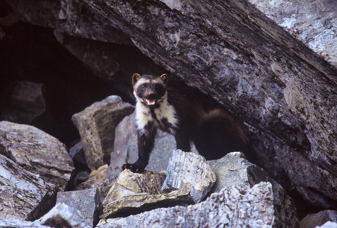 Wolverines: Where They Live and Why They’re Endangered | Defenders of ...