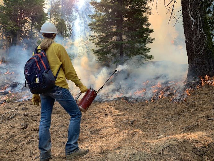 Fire-Adapted: Plants and Animals Rely on Wildfires for Resilient ...