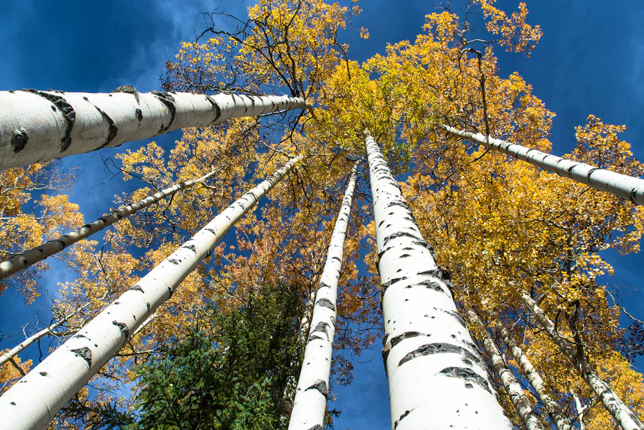 Rockefeller the Owl Reminds Us That Trees Are Homes | Defenders of Wildlife