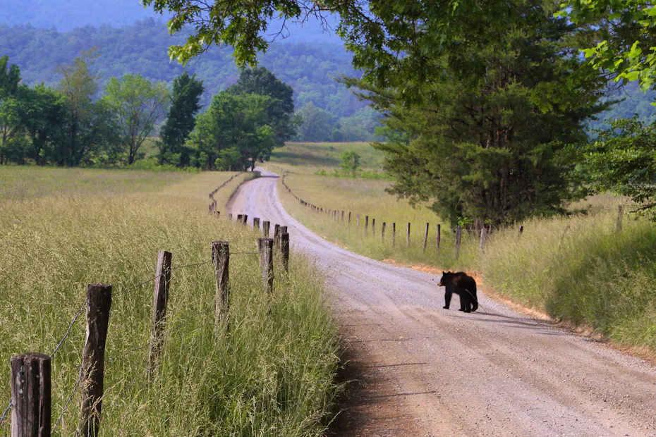 Black Bear | Defenders of Wildlife