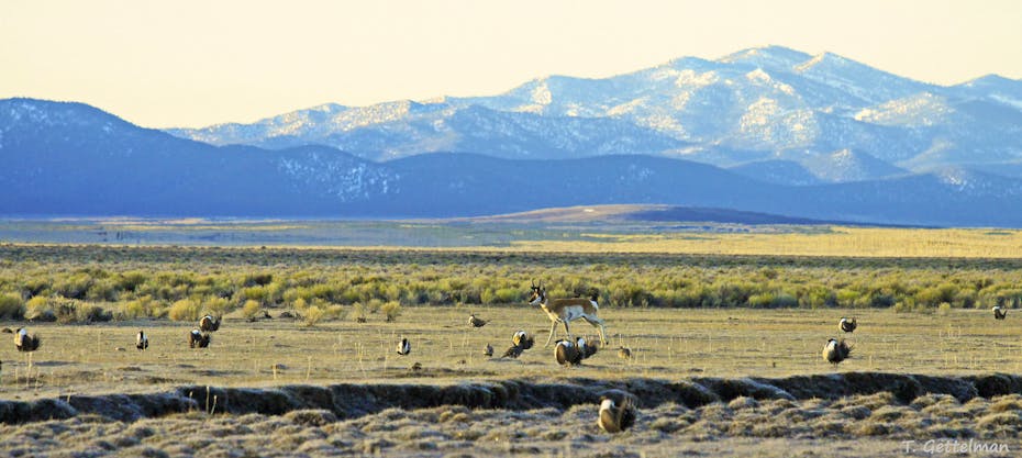 Saving the Sagebrush Sea | Defenders of Wildlife
