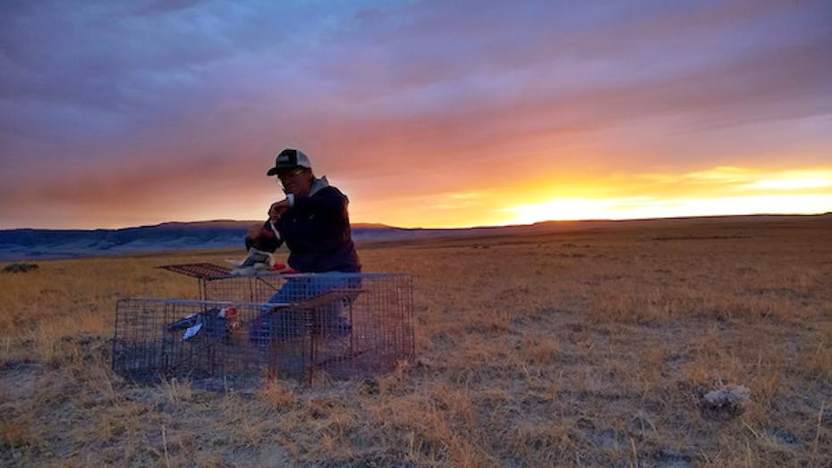 Successful Swift Fox Reintroduction Program at Fort Belknap Celebrates ...