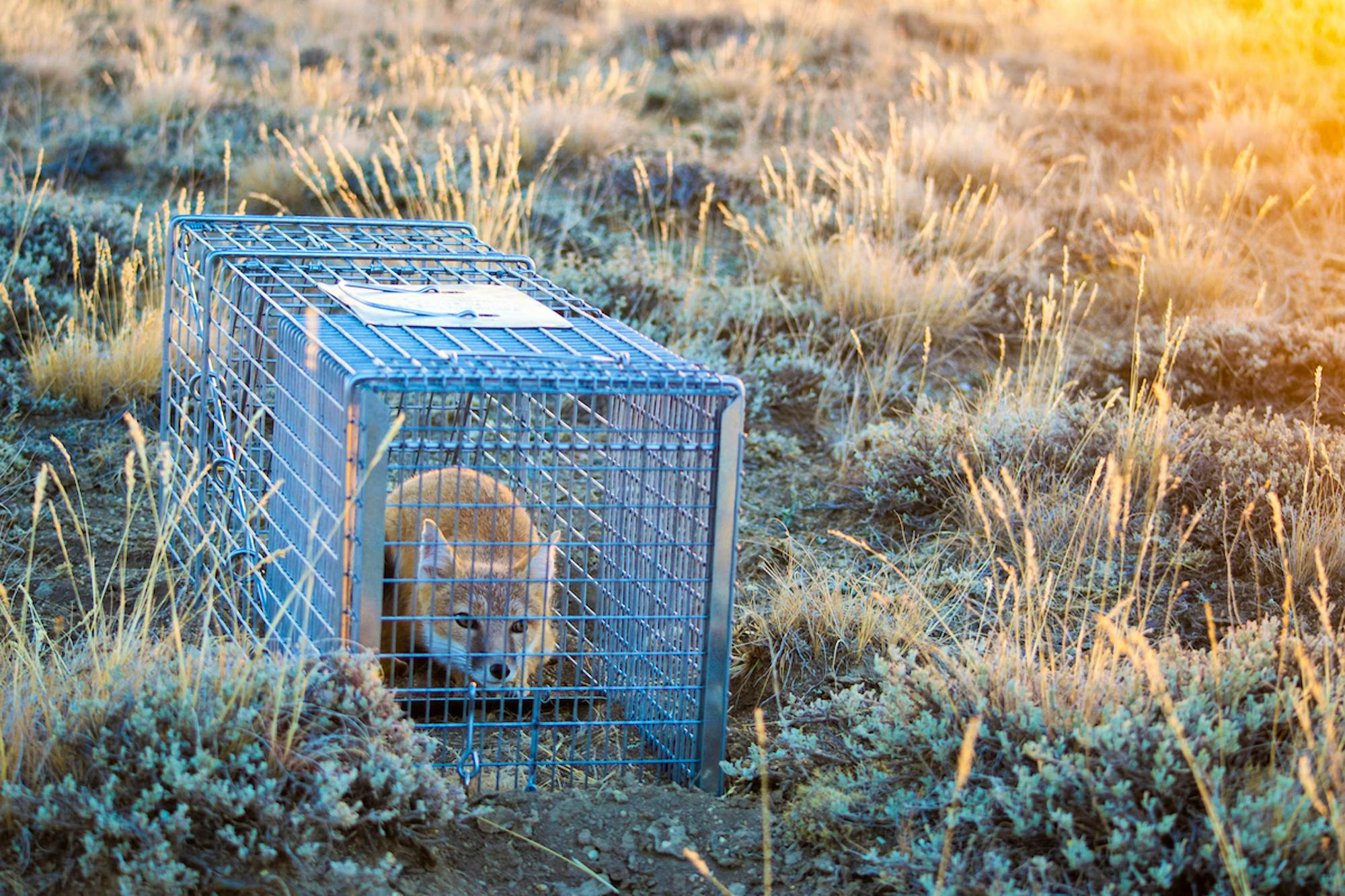 Restoring Swift Foxes to Fort Belknap | Defenders of Wildlife