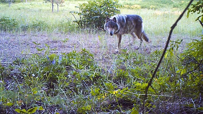 The Life and Legacy of Washington’s Oldest Wolf | Defenders of Wildlife