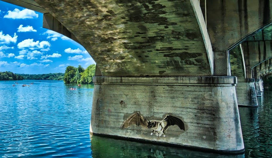 Celebrating Bat Week in Bat City, USA | Defenders of Wildlife